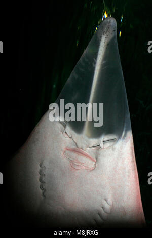 Giant shovelnose guitarfish, Rhinobatos productus Stock Photo - Alamy