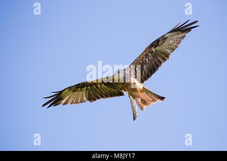 Red kite soaring over head on a clear blue sky day Stock Photo - Alamy