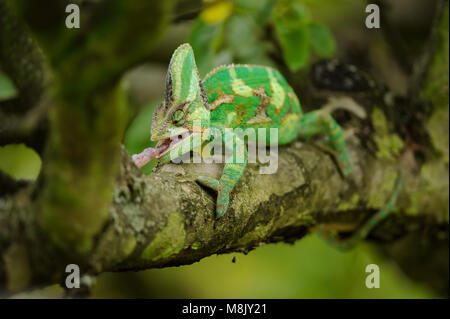 Lizard on a tree Front view close up selective focus. Lacerta Viridis ...