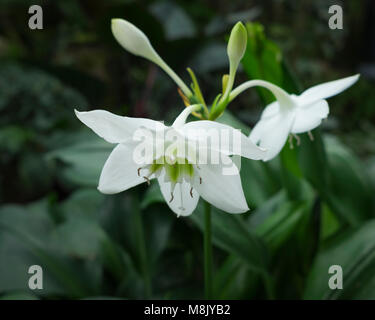 Flowers in the Muttart Conservatory Gardens, Edmonton, Alberta, Canada ...
