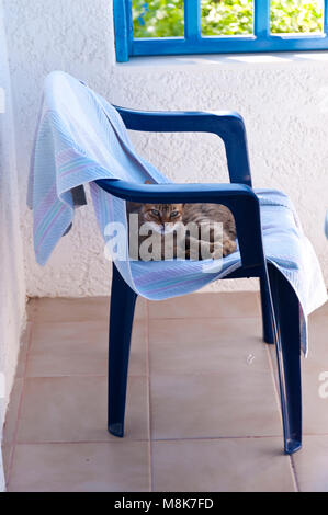 A cat on Samos Greece Stock Photo - Alamy