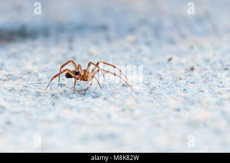 Macro photography shot of a spider walking on a brown wooden surface ...