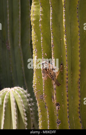 Sparrow nesting in a cactus Stock Photo - Alamy