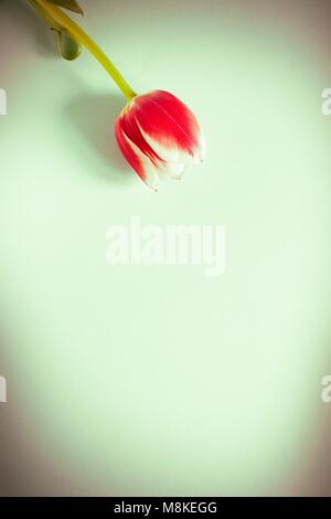 Purple tulip with white border on blue background Stock Photo - Alamy