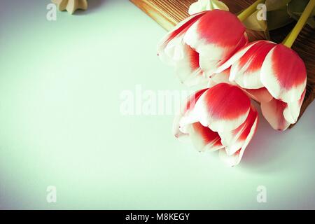 Red tulip whith white border on blue background marshmallow Stock Photo ...