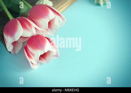 Red tulip whith white border on blue background marshmallow Stock Photo ...