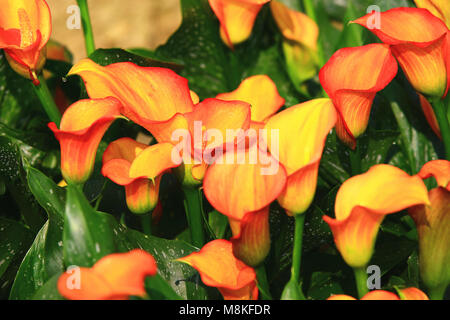Orange Red Lovely Calla Lily Still Life Stock Photo - Alamy