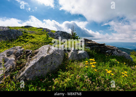 little yellow flowers on a grassy field Stock Photo - Alamy
