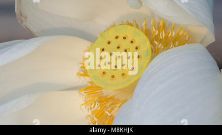 Bright flowers. Stock footage. Purple and pink flower in crystal clear ...