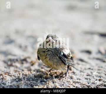 the cute chaffinch is standing Stock Photo - Alamy