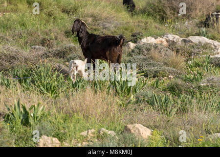 Cyprus Shami goat in vegetation in Kato-Paphos, Paphos, Cyprus ...