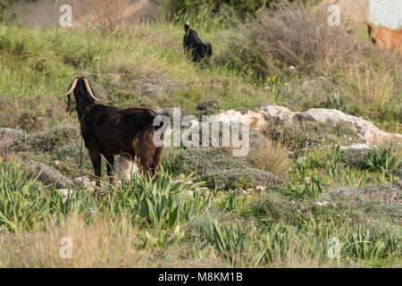 Cyprus Shami goat in vegetation in Kato-Paphos, Paphos, Cyprus ...