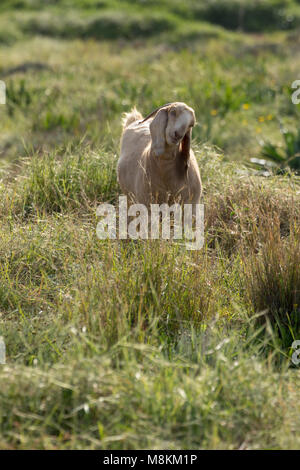 Cyprus Shami goat in vegetation in Kato-Paphos, Paphos, Cyprus ...