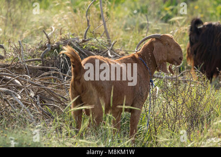 Cyprus Shami goat in vegetation in Kato-Paphos, Paphos, Cyprus ...