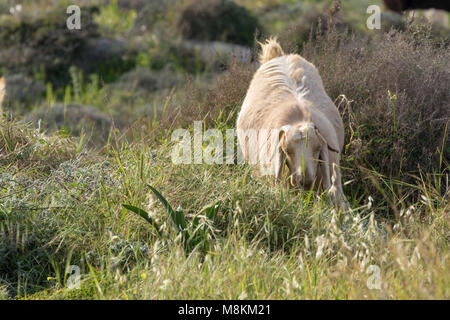 Cyprus Shami goat in vegetation in Kato-Paphos, Paphos, Cyprus ...