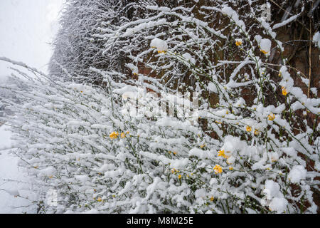 Exeter, Devon, UK. 18 March 2018. UK Weather. Riverside Valley Park in ...
