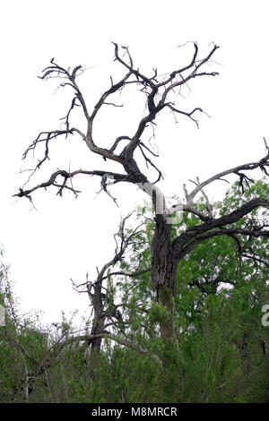 Dead tree with gnarly branches against cloudy blue Texas sky Stock ...