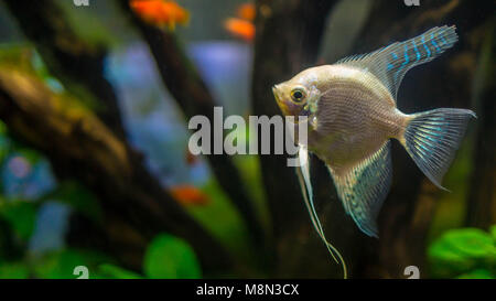 Planted aquarium with platinum angelfish Stock Photo - Alamy