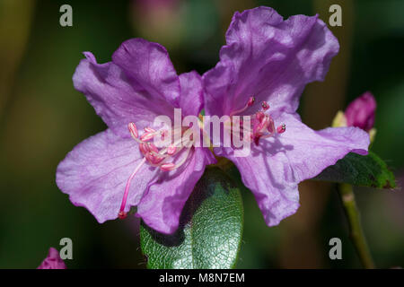 Rhododenron "Praecox", flower detail, early Spring Stock Photo - Alamy