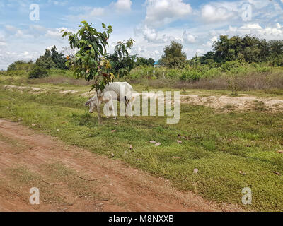 Poor animal cow Stock Photo - Alamy