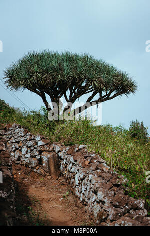 Dragon Tree and lush vegetation on the hike route on Santo Antao, Cape ...