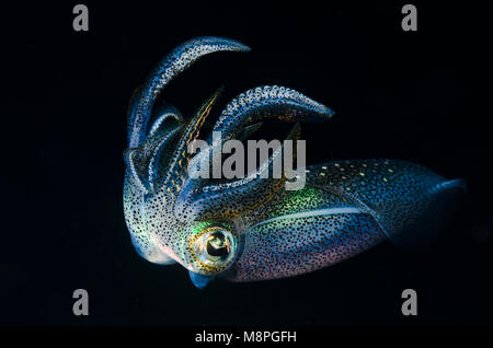 Bigfin reef squid, Sepiotheuthis lessoniana, Anilao, Batangas ...