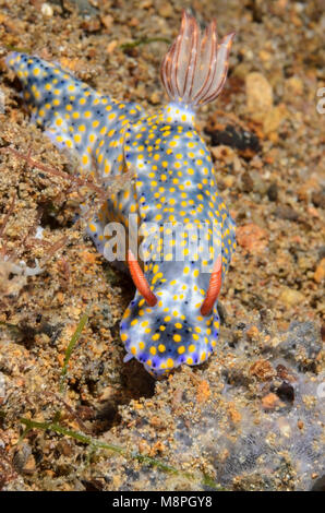 Nudibranch Sea Slug, Hypselodoris roo, laying an egg ring, while ...