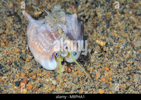 Vomer conch, Euprotomus vomer, Anilao, Batangas, Philippines, Pacific ...