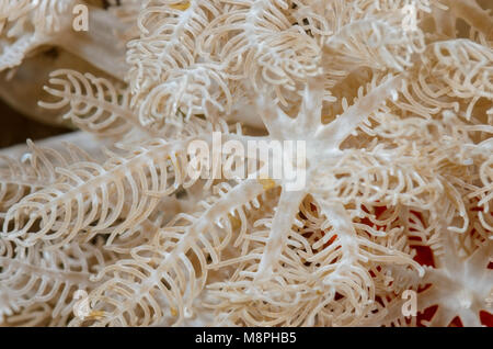 Soft coral, Anthelia sp. Xeniidae, Anilao, Batangas, Philippines, Indo ...