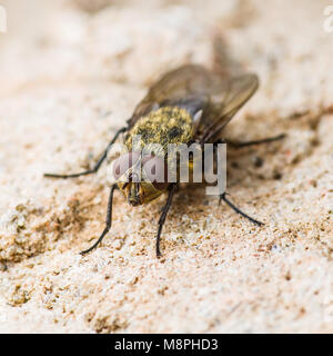Fly insect on the rock Stock Photo - Alamy