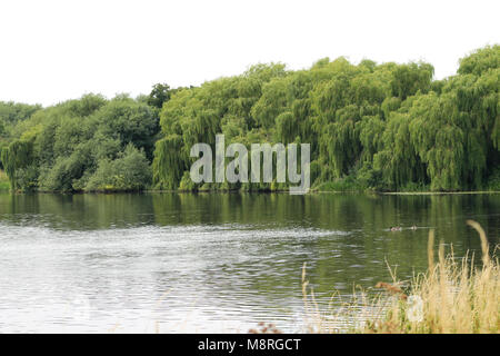 A weeping willow tree on the bank of the Marne river and its branches ...