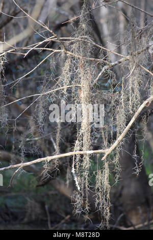Moss hanging on a tree branch in Great Bear Rainforest; British ...