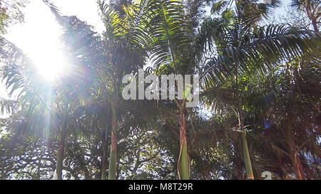 Palm trees landscape in Caracas, Venezuela Stock Photo - Alamy