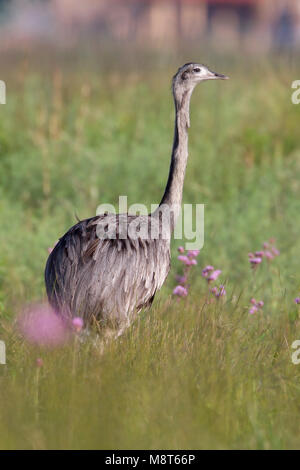Greater rhea, Nandu, Rhea americana, Vogel, Vögel,Bird, Palaeognathae ...