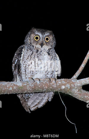 Moluccan Scops-Owl (Otus magicus) chick in threat display, Halmahera ...