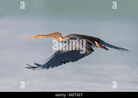 Indische Slangenhalsvogel, Oriental Darter, Anhinga melanogaster Stock ...