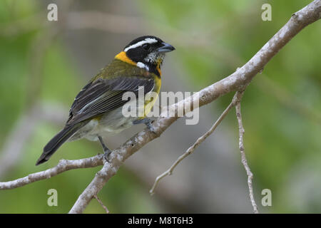 Puertoricaanse Spindalis, Puerto Rican Spindalis Stock Photo - Alamy