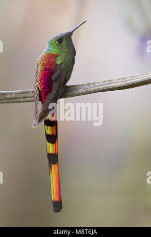 Red-tailed Comet (Sappho sparganurus) Aves Stock Photo - Alamy
