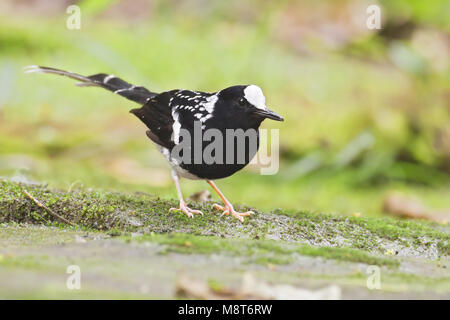Gevlekte Vorkstaart, Spotted Forktail, Enicurus maculatus Stock Photo ...