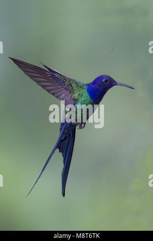 Swallow-tailed Hummingbird, Eupetomena macroura, single adult perched ...