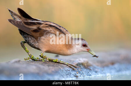 Fouragerende klein waterhoen; Little Crake foraging Stock Photo - Alamy