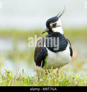 Kievit staand; Northern Lapwing perched Stock Photo - Alamy
