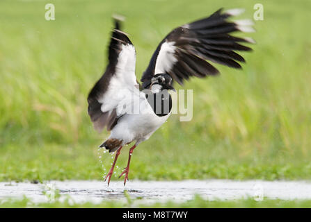 Adulte Kievit in nat weiland; Northern Lapwing in wet field Stock Photo ...