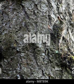 The Sichuan Treecreeper (Certhia tianquanensis) is a rare species of ...