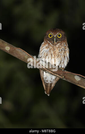 The Togian Boobook or Togian hawk-owl (Ninox burhani) is an owl ...
