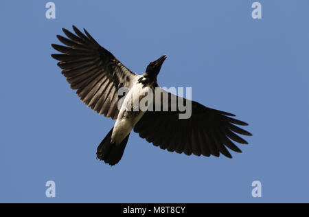 Mesopotamian Crow, Corvus (cornix) capellanus Stock Photo - Alamy