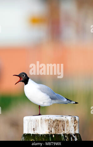 Kokmeeuw in zit op dukdalf; Black-headed Gull perched on a pole Stock ...