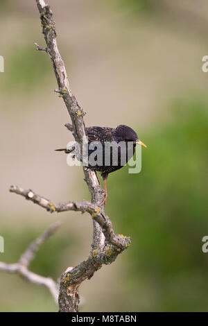 Volwassen Spreeuw in zit; Adult Common Starling perched Stock Photo - Alamy