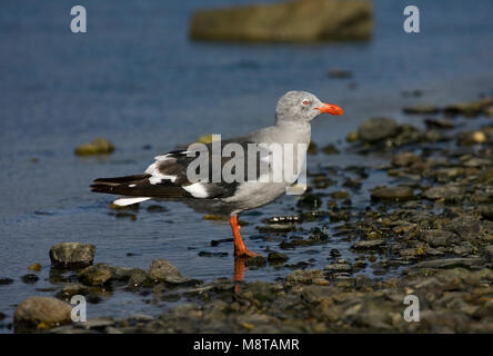Dolfijnmeeuw, Dolphin Gull, Leucophaeus scoresbii Stock Photo - Alamy