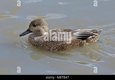 Female Falcated Duck ( Anas Falcata Stock Photo - Alamy